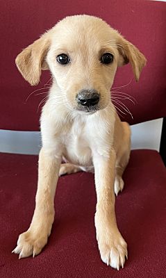 Topeka, KS - Labrador Retriever. Meet North a Pet for Adoption ...