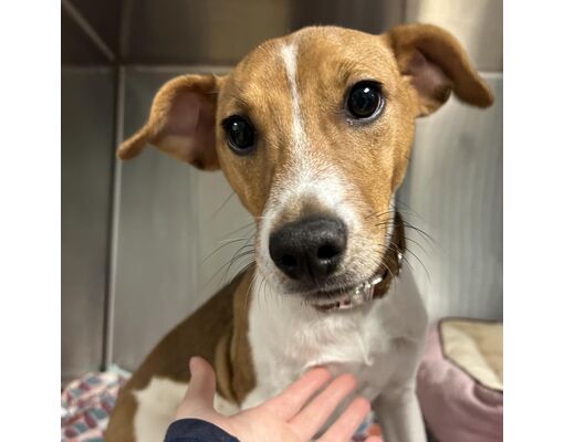 Tulsa, OK - Jack Russell Terrier. Meet Woody a Pet for Adoption ...