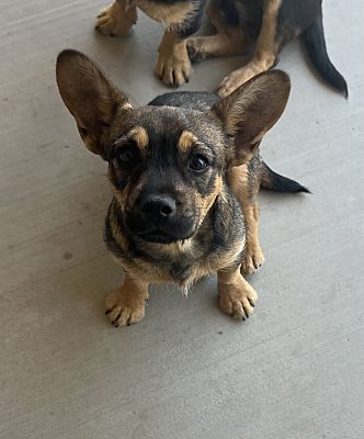 Visalia, CA - French Bulldog/Yorkie, Yorkshire Terrier. Meet Kiko a Pet ...