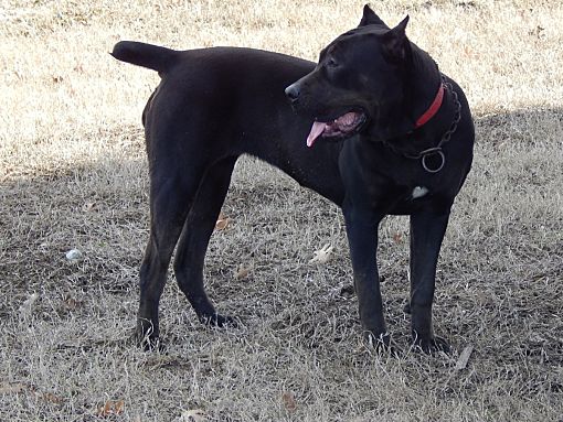 Van Alstyne, TX - Cane Corso/Rhodesian Ridgeback. Meet Serena a Pet for ...
