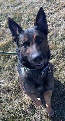 Defiance, OH - German Shepherd Dog. Meet Silas a Pet for Adoption ...