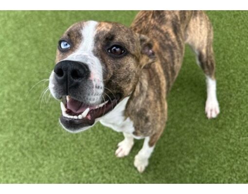 Fort Worth, TX - Terrier (Unknown Type, Medium)/Mixed Breed (Medium ...