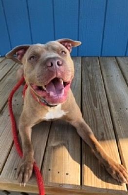 Sidney, OH - American Pit Bull Terrier/Shar Pei. Meet Jasper Yrly 25 a ...