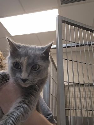 Rome, GA - Domestic Mediumhair. Meet ASHLEE a Pet for Adoption ...
