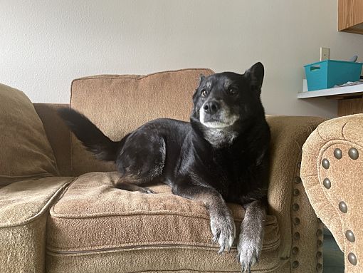 Rolla, MO - Australian Kelpie. Meet Jesse a Pet for Adoption ...