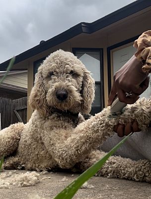 San Antonio, TX - Goldendoodle. Meet Rowdy a Pet for Adoption ...