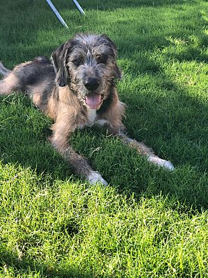 Tulsa, OK - Poodle (Standard)/Catahoula Leopard Dog. Meet Murray a Pet ...