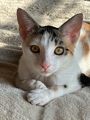 Tucson, AZ - Calico. Meet Rosemary a Pet for Adoption - AdoptaPet.com