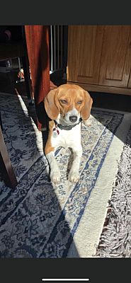 Philadelphia, PA - Beagle. Meet Dani a Pet for Adoption - AdoptaPet.com
