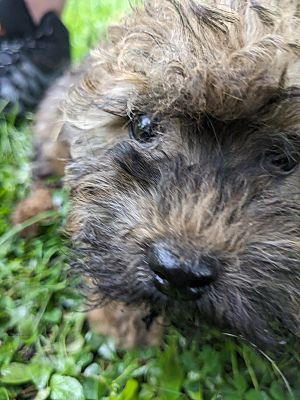 Warren, OH - Poodle (Toy or Tea Cup)/Lhasa Apso. Meet Rihanna a Pet for ...