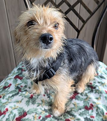 Thousand Oaks, CA - Terrier (Unknown Type, Medium)/Yorkie, Yorkshire ...