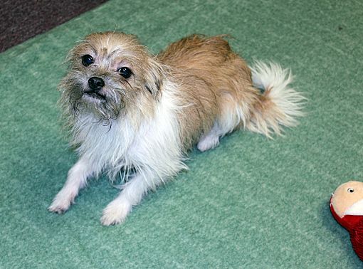 Lumberton, NC - Brussels Griffon/Yorkie, Yorkshire Terrier. Meet Puggy ...