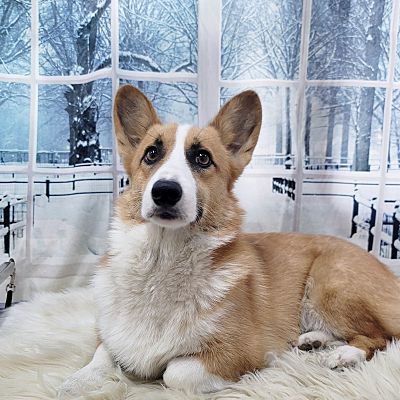 Bayside, NY - Welsh Corgi. Meet KELLY a Pet for Adoption - AdoptaPet.com