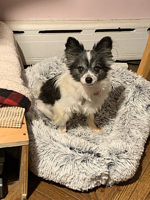 Harrison, NY - Papillon. Meet Gordon a Pet for Adoption - AdoptaPet.com