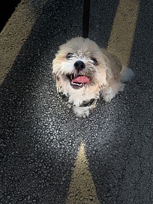Chandler, AZ - Shih Tzu. Meet Lucci a Pet for Adoption - AdoptaPet.com