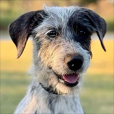 Portland, OR - German Shorthaired Pointer/Old English Sheepdog. Meet ...