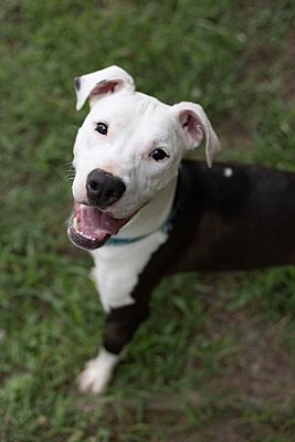 Birmingham, AL - Pit Bull Terrier. Meet Superman a Pet for Adoption ...