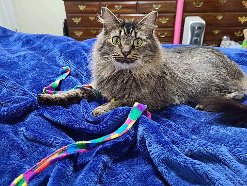 Dallas, GA - Domestic Mediumhair. Meet Swordfish a Pet for Adoption ...