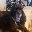 Cocker Spaniel Puppies - Rescue and Adoption Near You