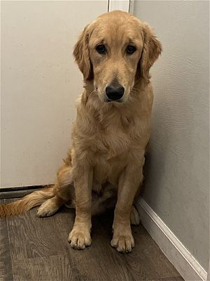 Brandon, SD - Golden Retriever. Meet Alfonzo (Alfie) a Pet for Adoption ...