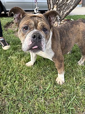 Portland, OR - English Bulldog. Meet Trudy Toad a Pet for Adoption ...