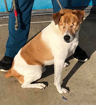 Des Moines, IA - Jack Russell Terrier. Meet Buddy in Tulsa, OK a Pet ...