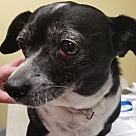 Corgi Puppies - Corgi Rescue and Adoption Near You