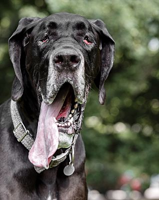 Springfield, IL - Great Dane. Meet Samson a Pet for Adoption ...