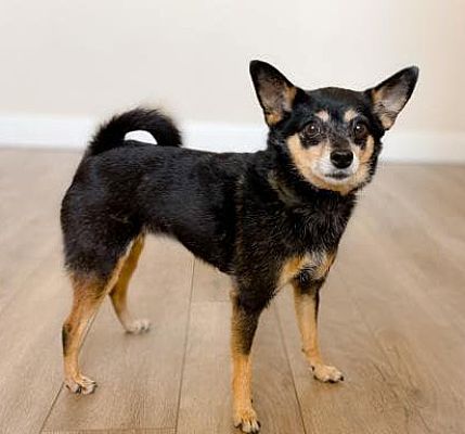 Edgar, WI - Pomeranian/Miniature Pinscher. Meet Vanessa a Pet for ...