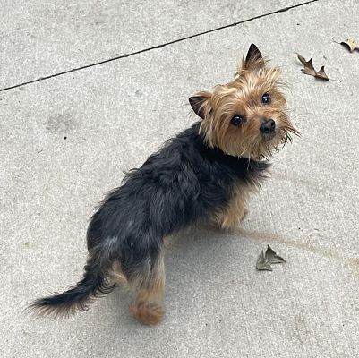 Hayesville, NC - Yorkie, Yorkshire Terrier. Meet Duke a Pet for ...