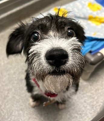 Silverdale, WA - Schnauzer (Standard). Meet Antoinette a Pet for ...