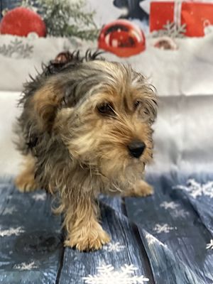 Cherry Hill, NJ - Yorkie, Yorkshire Terrier/Maltese. Meet Honeycomb a ...