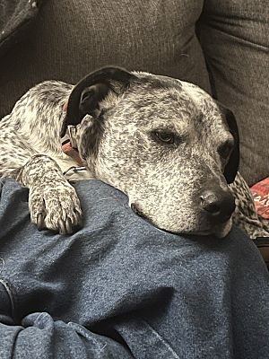 Junction City, KS - Bluetick Coonhound/Boxer. Meet Mikey a Pet for ...