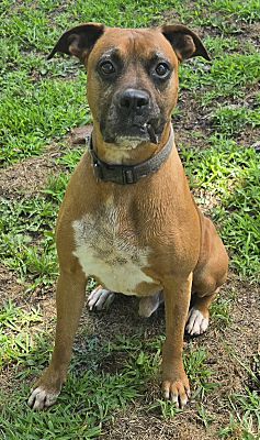 Choctaw, OK - Boxer. Meet Bo a Pet for Adoption - AdoptaPet.com