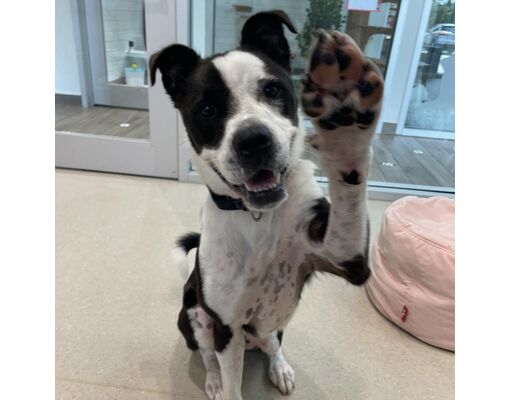 Jupiter, FL - Mixed Breed (Large)/Mixed Breed (Medium). Meet Hash Brown ...