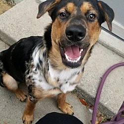 Arcadia, CA - Bullmastiff/German Shepherd Dog. Meet Scooby & Deadpool a ...