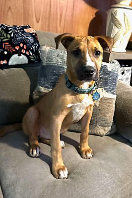 Inverness, FL - Mountain Cur/Mixed Breed (Medium). Meet Presley a Pet ...