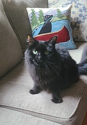 Allison Park, PA - Maine Coon. Meet TK a Pet for Adoption - AdoptaPet.com