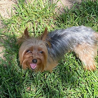 Houston, TX - Yorkie, Yorkshire Terrier. Meet Ziggy a Pet for Adoption ...