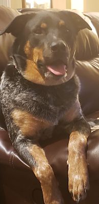 Noble, OK - Rottweiler/Australian Cattle Dog. Meet June a Pet for ...