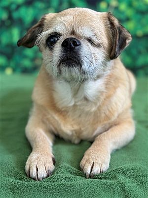 Andover, CT - Pug. Meet BLANCHE a Pet for Adoption - AdoptaPet.com