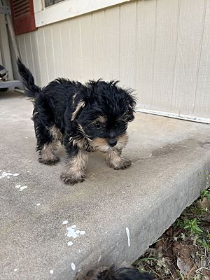 Edmond, OK - Yorkie, Yorkshire Terrier. Meet Buttercup a Pet for ...