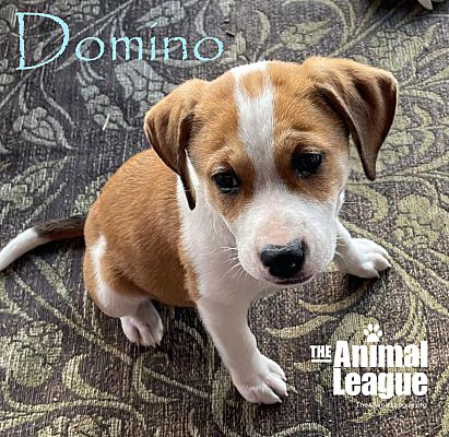 Groveland, FL - Hound (Unknown Type)/Labrador Retriever. Meet Domino a ...