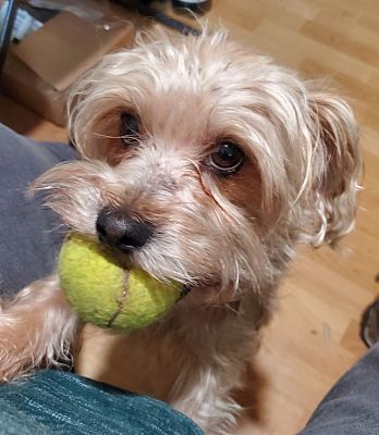 Halsey, OR - Silky Terrier/Poodle (Miniature). Meet bear a Pet for ...