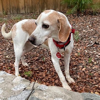 Los Angeles, CA - Beagle. Meet Ranger a Pet for Adoption - AdoptaPet.com