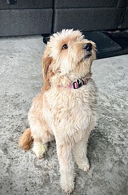 Santa Rosa Beach, FL - Goldendoodle. Meet Josie a Pet for Adoption ...