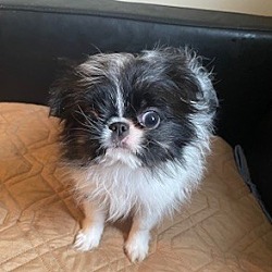 Midlothian, VA - Japanese Chin/Yorkie, Yorkshire Terrier. Meet Chin ...