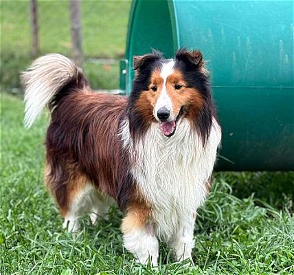 Salem, NH - Sheltie, Shetland Sheepdog. Meet JANGO a Pet for Adoption ...