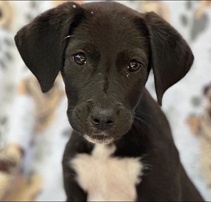 Inverness, FL - Labrador Retriever/Mixed Breed (Medium). Meet Gabby a ...