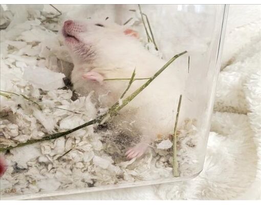 San Pedro, CA - Hamster. Meet GHOST a Pet for Adoption - AdoptaPet.com